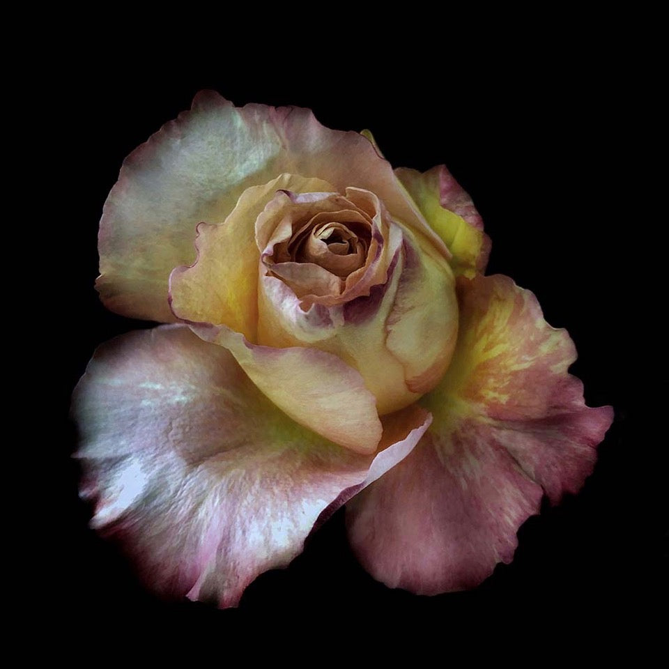 Memory Rose – Adrienne Anbinder